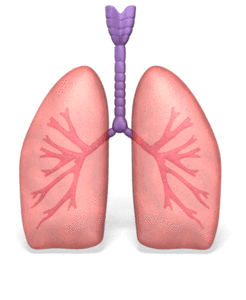 Human Lungs Breathing | 3D Animated Clipart for PowerPoint ...