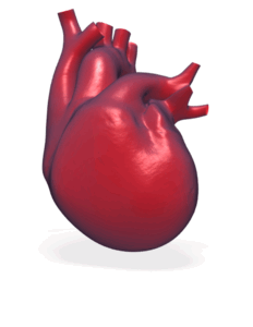 Heart Atrial Fibrilaltion