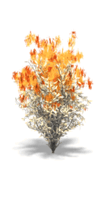 Burning Bush | 3D Animated Clipart for PowerPoint - PresenterMedia.com