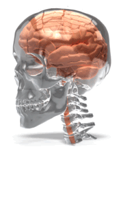 Brain in Glass Skull | 3D Animated Clipart for PowerPoint ...